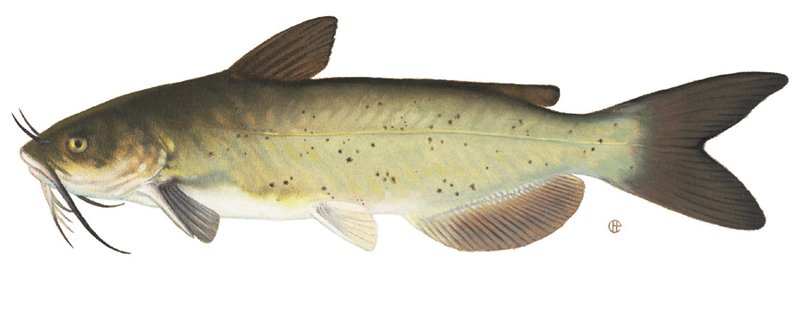 Channel Catfish - Fish Hudson Valley