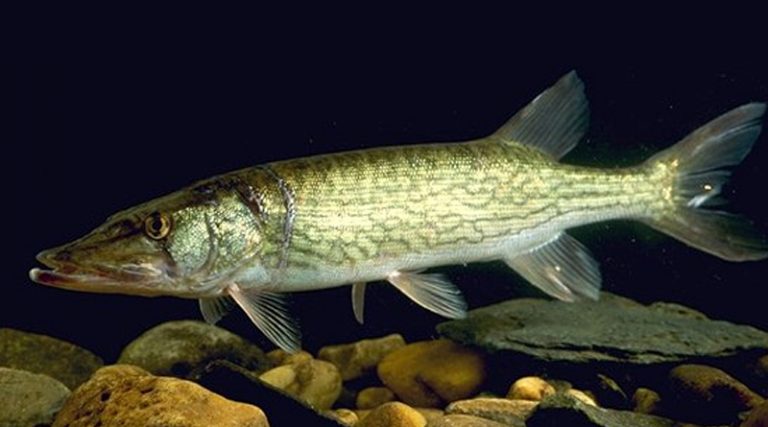 Chain Pickerel - Fish Hudson Valley