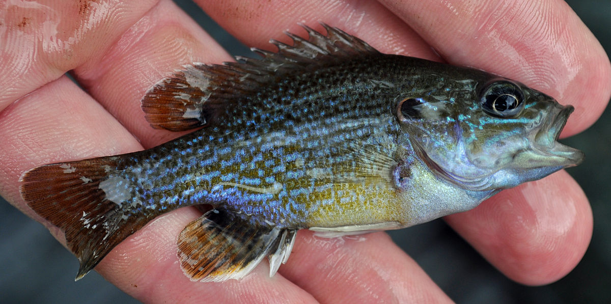 Green Sunfish - Fish Hudson Valley
