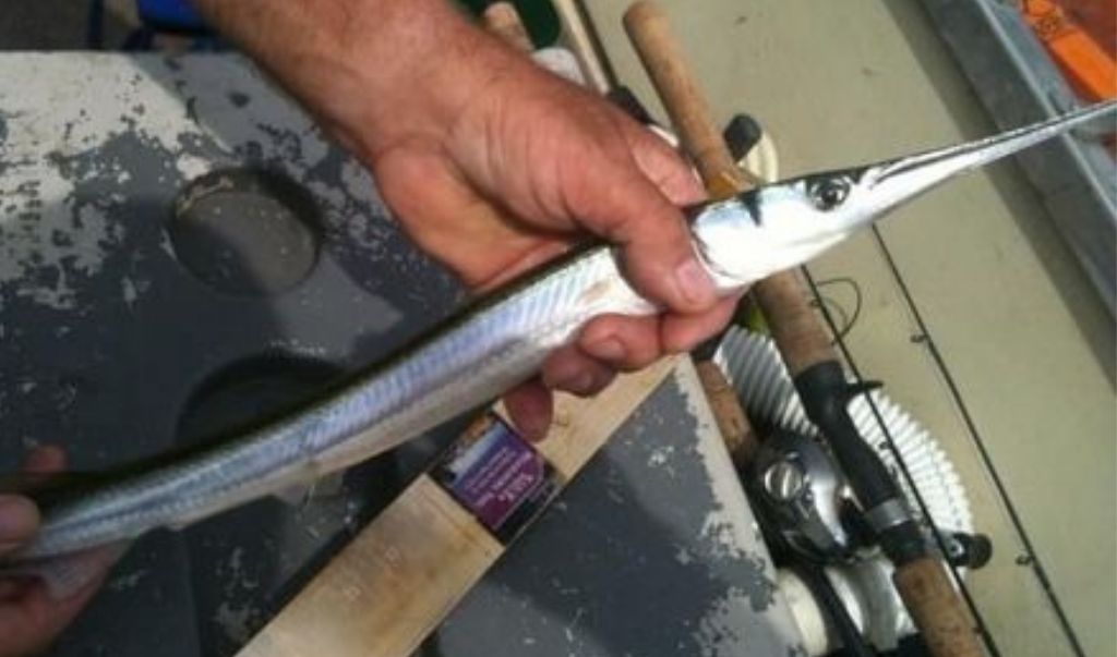 Atlantic Needlefish - Fish Hudson Valley