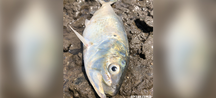 Menhaden_dead copy | FISH HUDSON VALLEY