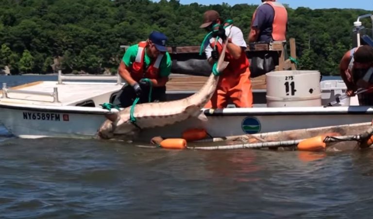 Hudson River Fish: 10 Strange Species You Might See - Fish Hudson Valley