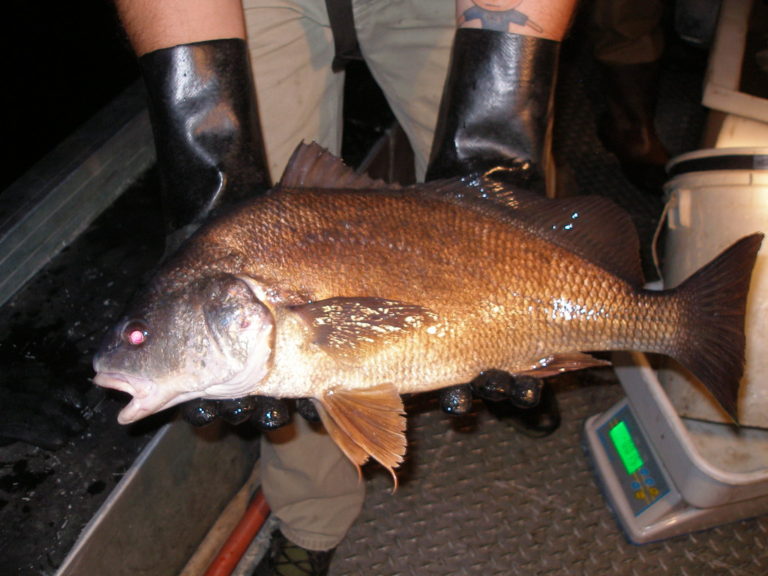 Hudson River Fish: 10 Strange Species You Might See - Fish Hudson Valley
