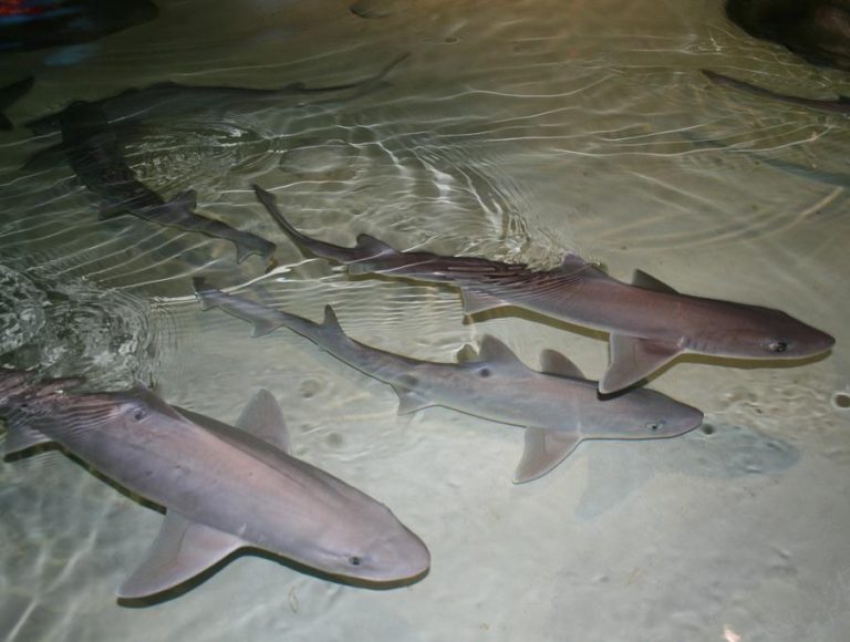 Hudson River Fish: 10 Strange Species You Might See - Fish Hudson Valley