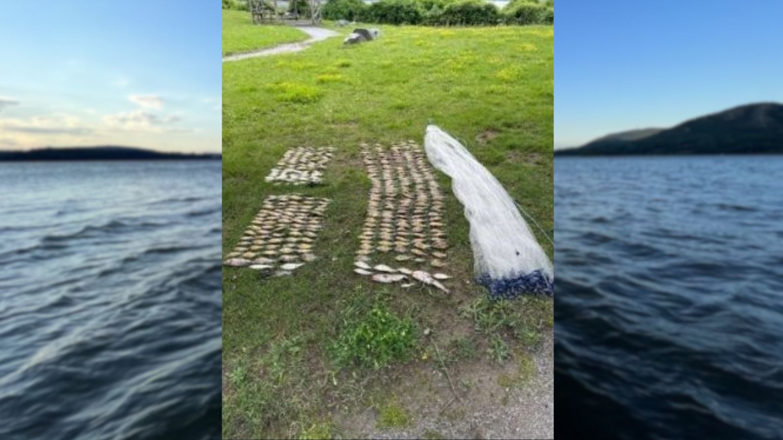 Hudson River Bust: Over 350 Illegally Caught Fish Seized in Westchester ...