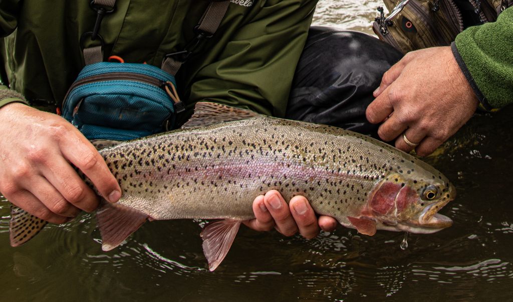 Trout Fishing Fever Grips New York: April 1st Marks Start of 2024 ...