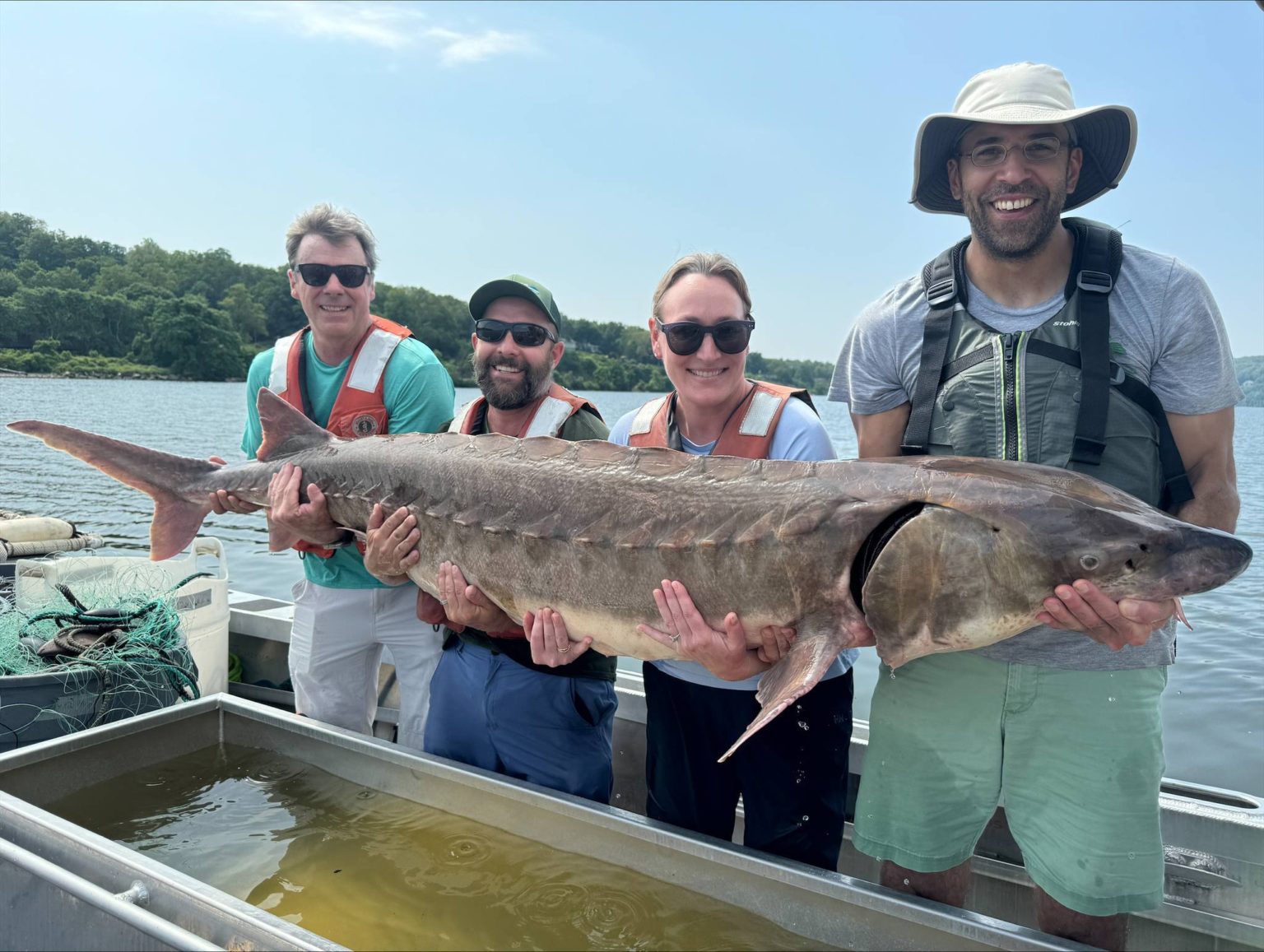 Massive 220 Pound Fish Caught In The Hudson River