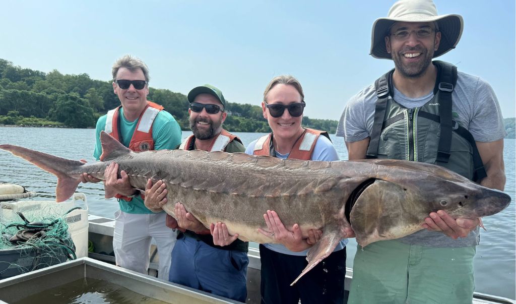 Massive 220 Pound Fish Caught In The Hudson River
