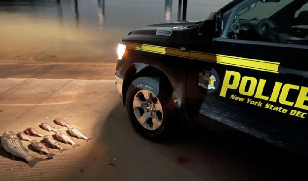 Over 130 Tickets Issued for Striped Bass Violations Along the Hudson ...